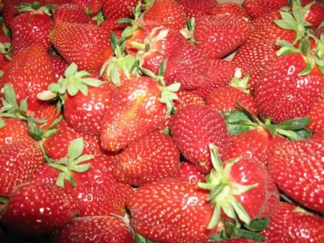 Strawberry Marshal: famaritana isan-karazany, sary, hevitra 8497_3