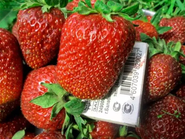 Strawberry Marshal: famaritana isan-karazany, sary, hevitra 8497_5