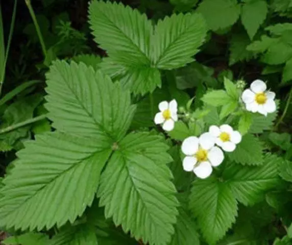 Nzira yekudyisa sitirobheri panguva yemaruva 8503_9