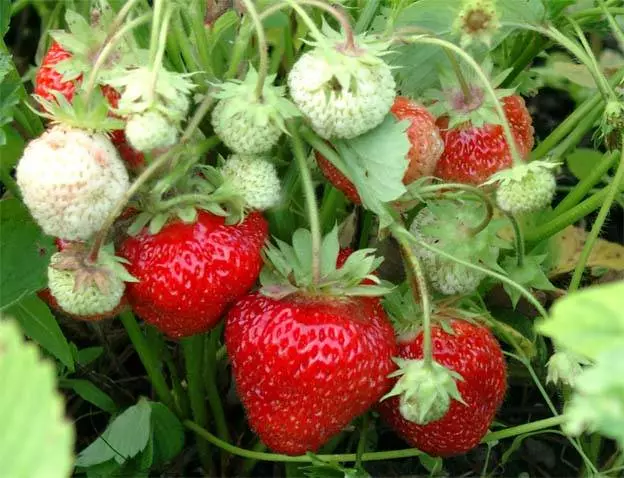 Strawberry processing in autumn 8505_1