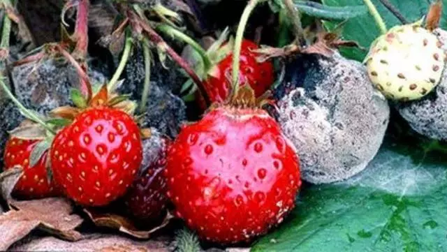 Strawberry processing in autumn 8505_10