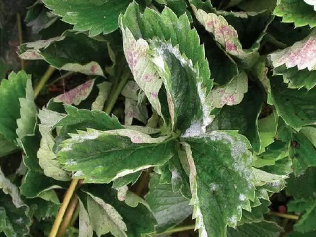 Strawberry processing in autumn 8505_11