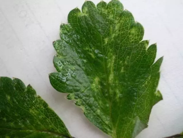 Aardbeien verwerken in de herfst 8505_15