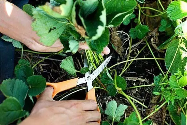 Aardbeien verwerken in de herfst 8505_16