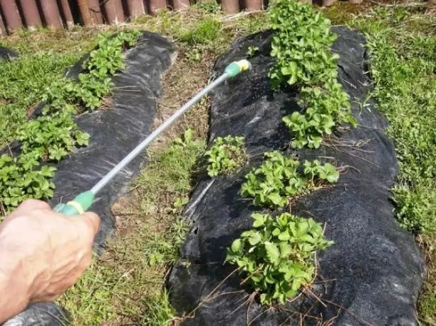 Strawberry processing in autumn 8505_17