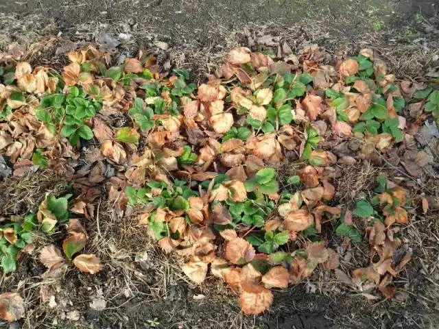 Aardbeien verwerken in de herfst 8505_2