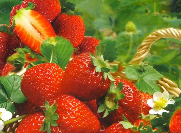 Strawberry processing in autumn 8505_21