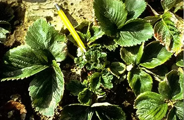 Strawberry processing in autumn 8505_3