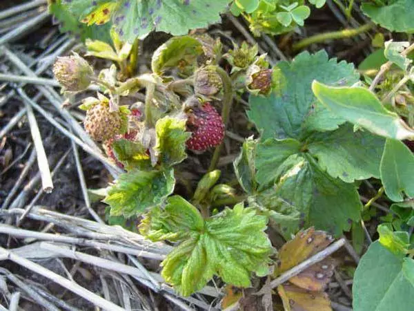 Aardbeien verwerken in de herfst 8505_4