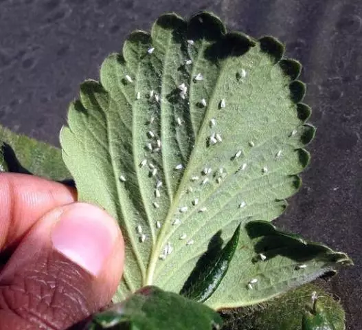 Aardbeien verwerken in de herfst 8505_8