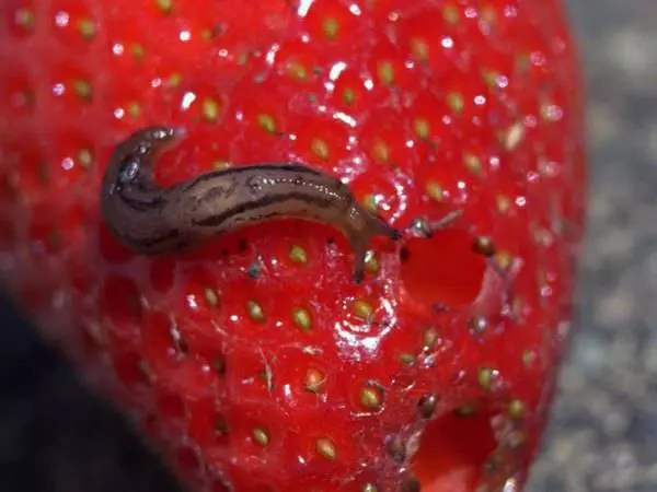 Strawberry processing in autumn 8505_9