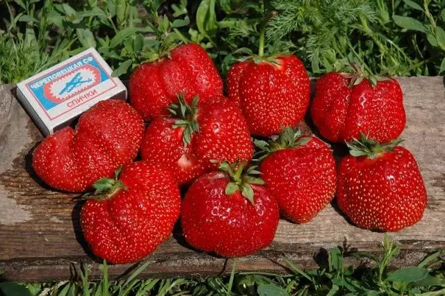 Strawberry Gigantella: barietate deskribapena, argazkiak, iritziak 8513_1