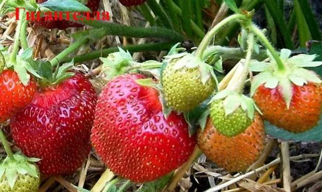 Strawberry Gigantella: barietate deskribapena, argazkiak, iritziak 8513_3