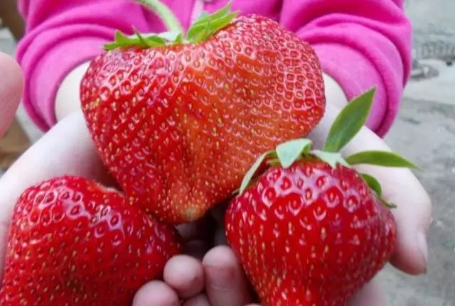 Strawberry Gigantella: barietate deskribapena, argazkiak, iritziak 8513_7