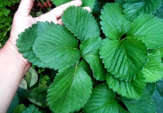 Strawberry Gigantella: deskripsi variasi, foto, ulasan 8513_9