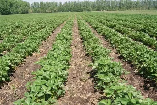 Erdbeeren am Hierscht ze planzen 8522_10