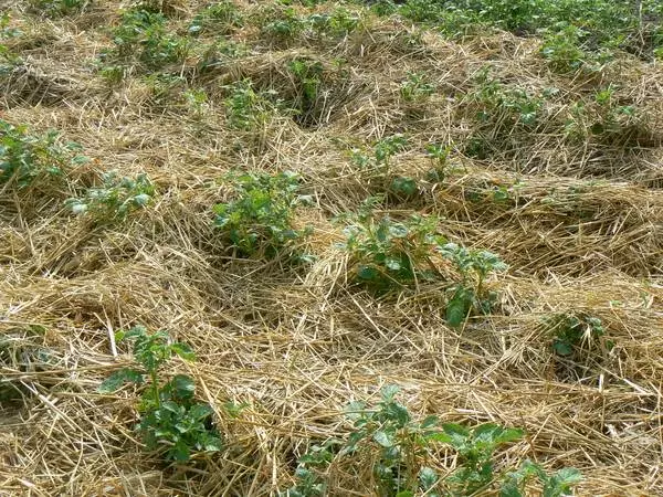 Erdbeeren am Hierscht ze planzen 8522_15