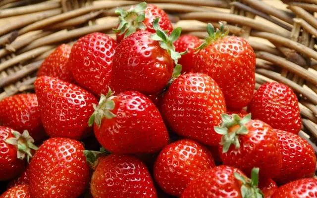 Gbingbin awọn strawberries ni Igba Irẹdanu Ewe 8522_2