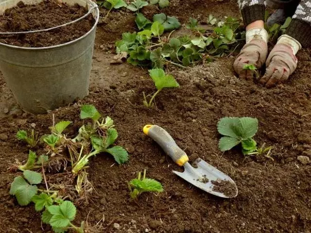 Erdbeeren am Hierscht ze planzen 8522_25