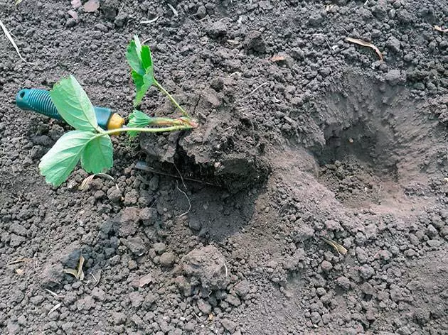 Erdbeeren am Hierscht ze planzen 8522_26