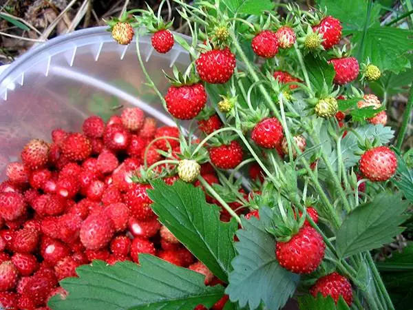 Gbingbin awọn strawberries ni Igba Irẹdanu Ewe 8522_3