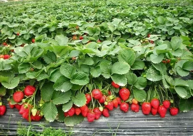 Gbingbin awọn strawberries ni Igba Irẹdanu Ewe 8522_4