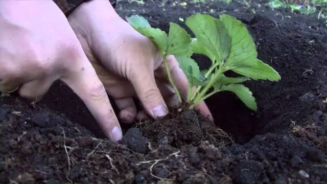 Erdbeeren am Hierscht ze planzen 8522_6