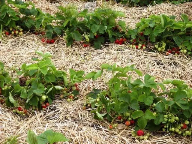 Erdbeeren am Hierscht ze planzen 8522_8