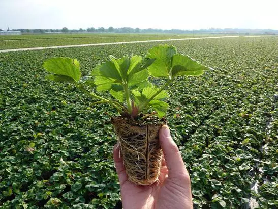 Erdbeeren am Hierscht ze planzen 8522_9