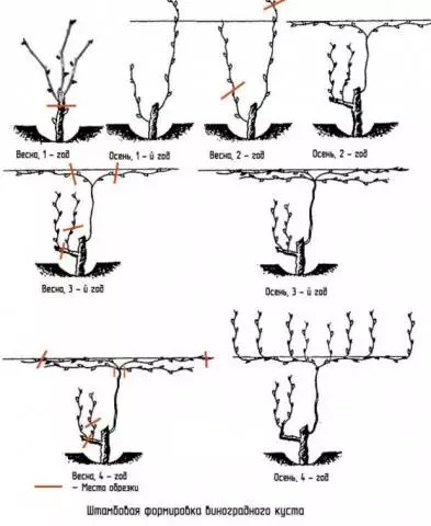 Szőlő metszése tavasszal kezdőknek képekben 8523_12