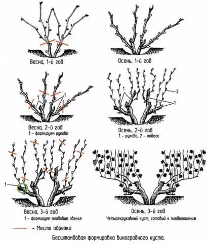 Poda de uvas en primavera para principiantes en imágenes. 8523_13