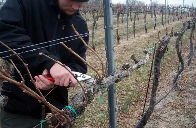 Poda de uvas en primavera para principiantes en imágenes. 8523_3