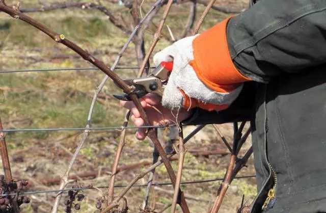 Poda de uvas en primavera para principiantes en imágenes. 8523_4