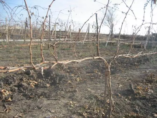 Poda de uvas en primavera para principiantes en imágenes. 8523_5