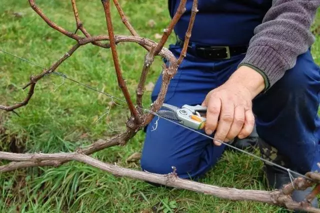 Poda de uvas en primavera para principiantes en imágenes. 8523_8