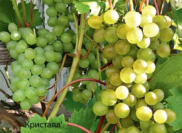 Grapes Crystal: deskripsi varietas, foto, ulasan 8538_1