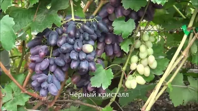 Mga Grapes Crystal: paglalarawan ng pagkakaiba-iba, mga larawan, mga pagsusuri 8538_3