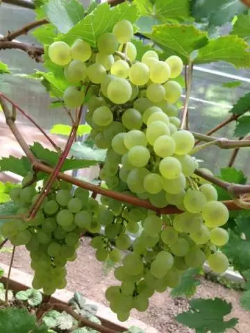 Mga Grapes Crystal: paglalarawan ng pagkakaiba-iba, mga larawan, mga pagsusuri 8538_5