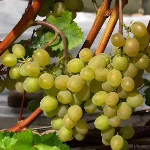 Mga Grapes Crystal: paglalarawan ng pagkakaiba-iba, mga larawan, mga pagsusuri 8538_6