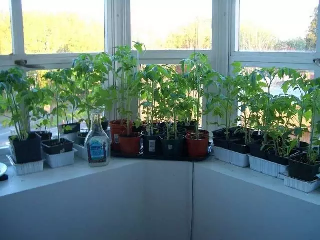 Growing tomato seedlings at home