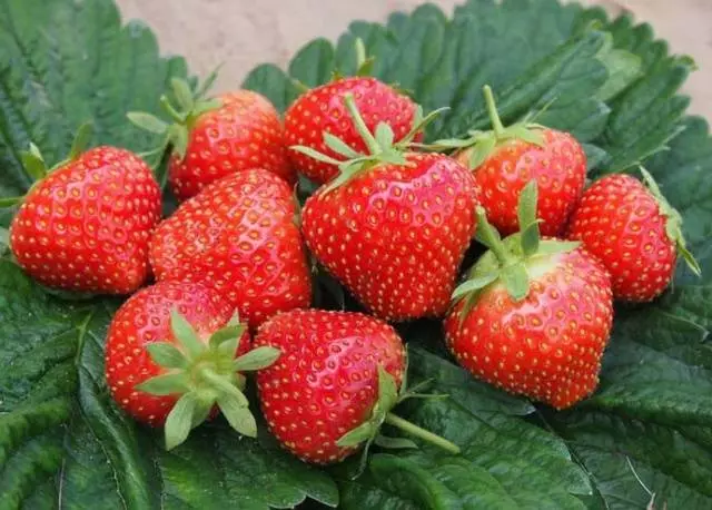 Elsanta strawberry: danasîna cûrbecûr, wêne, nirxandin 8544_1