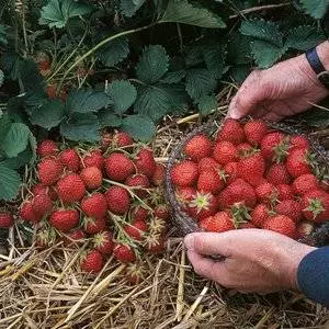 Elsanta strawberry: danasîna cûrbecûr, wêne, nirxandin 8544_2