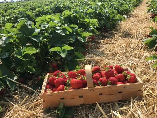 Strawberry Mashenka: ລາຍລະອຽດແນວພັນ, ຮູບພາບ, ການທົບທວນຄືນ 8547_12