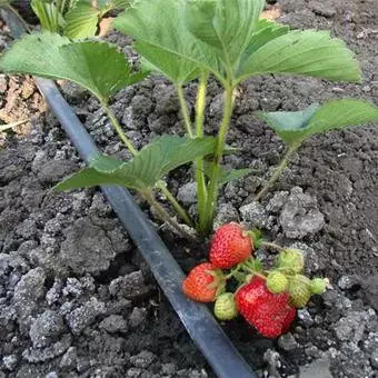 Strawberry Mashenka: mô tả đa dạng, ảnh, đánh giá 8547_19