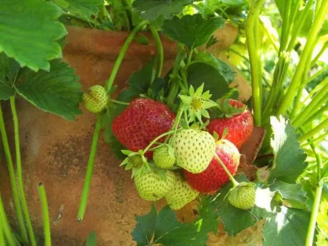 Strawberry Garland: rupa pedaran, poto, ulasan 8554_10