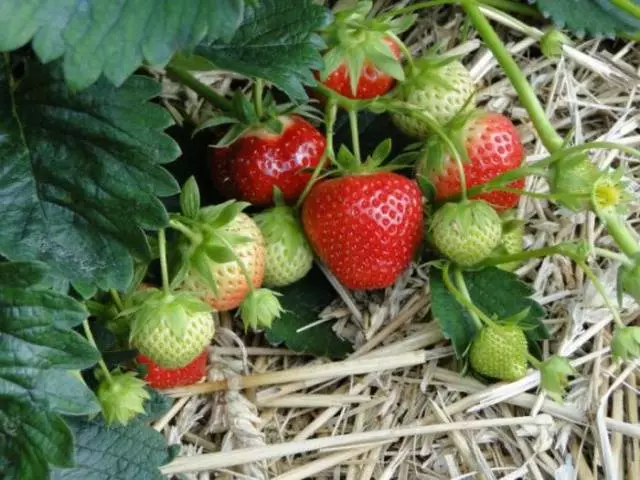 Strawberry Garland: rupa pedaran, poto, ulasan 8554_2