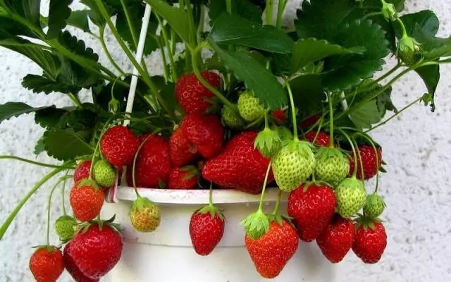 Mga naayos na strawberry: ang pinakamahusay na mga pagkakaiba-iba na may mga paglalarawan at larawan 8559_1