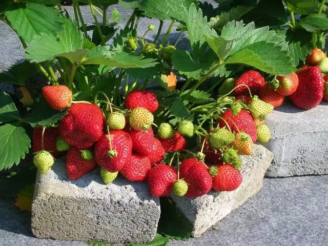 Mga naayos na strawberry: ang pinakamahusay na mga pagkakaiba-iba na may mga paglalarawan at larawan 8559_11