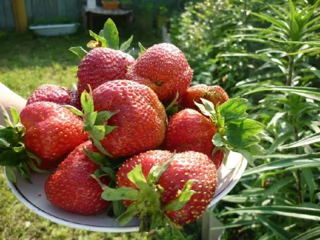 Mga naayos na strawberry: ang pinakamahusay na mga pagkakaiba-iba na may mga paglalarawan at larawan 8559_12