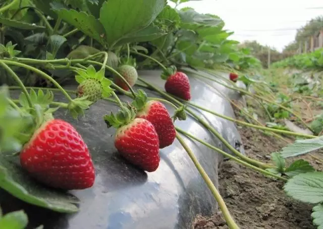 Reparéiert Erdbeeren: déi bescht Varietéë mat Beschreiwungen a Fotoen 8559_13